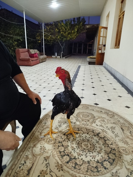 Dakan xorozlar turk zot