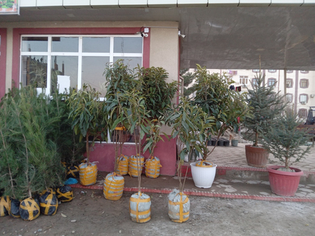 Manzarali daraxtlar