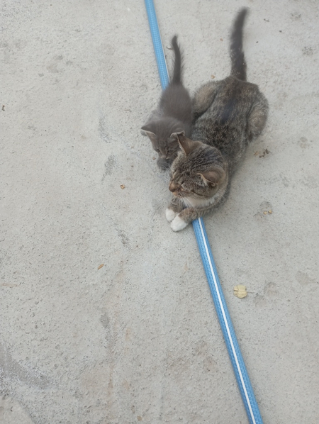 Отдам даром котят. Возраст 1 мес.