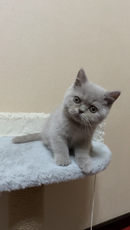Чистокровные котята британской породы!