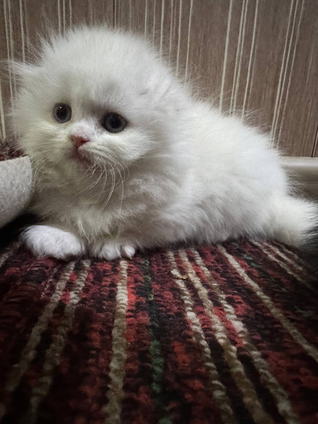 Скоттиш фолд кошка