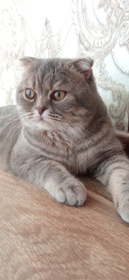 Scottish Fold ( nasil olish uchun )