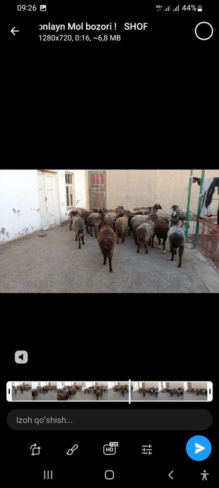 Qo\\\'chqorla sotiladi to\\\'ybob badani zo\\\'r Shofirkonda