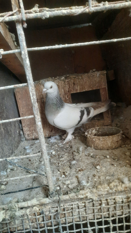 Продаётся самец, готовый в паре был