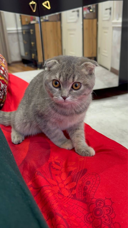 Скоттиш фолд
