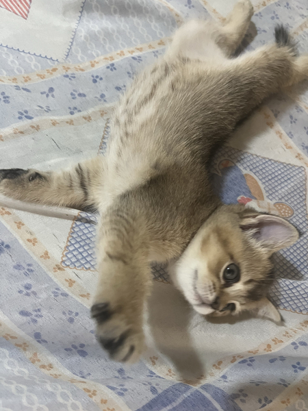 Продаються Британские котята