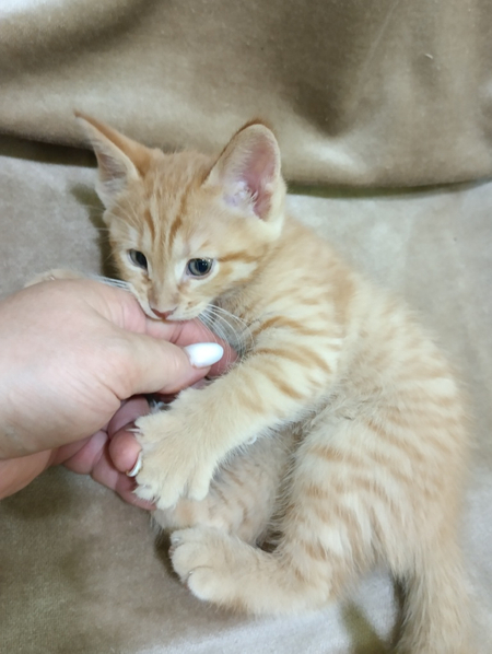 Котенок отдам тому кому надо