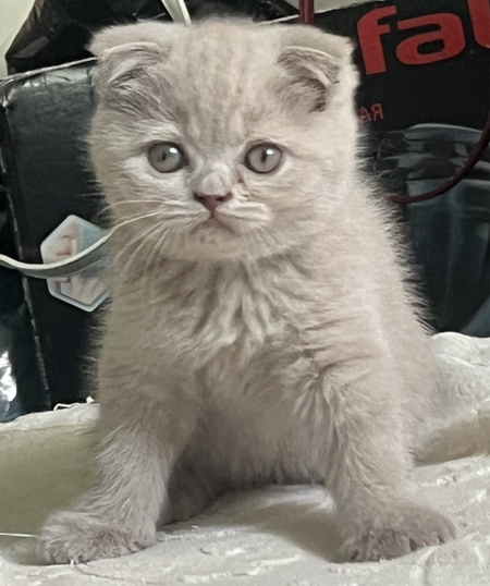 Котенок девочка