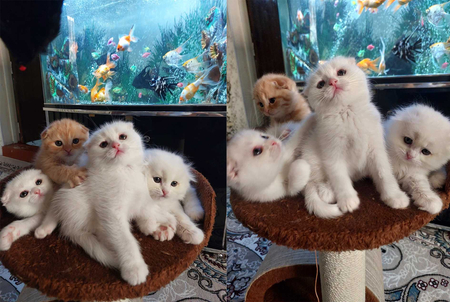 Мы предлагаем вам 5 очаровательных котят!