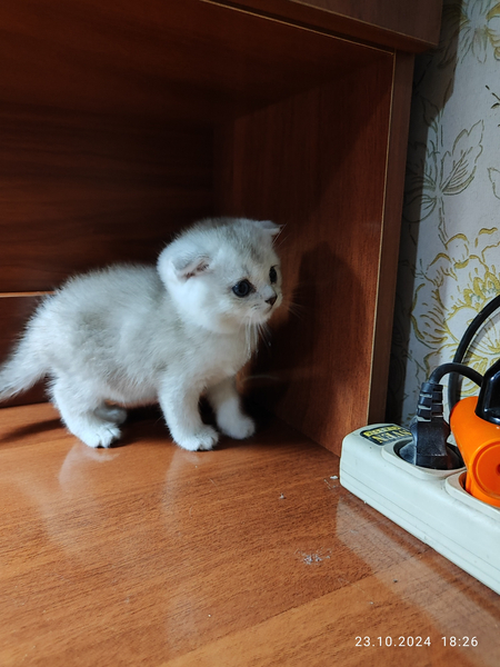 Продается Шиншилла Скоттиш фолд