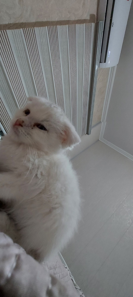Продам котонка 2 месяца