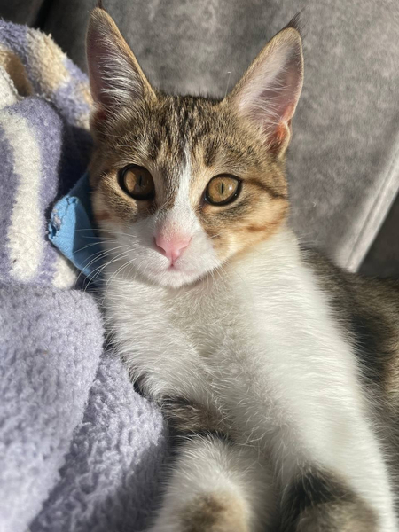 отдаём кота в хорошие руки