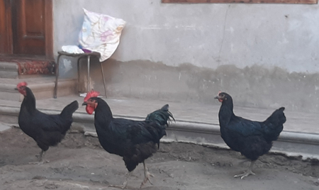Qora tovuqlar qoni toza