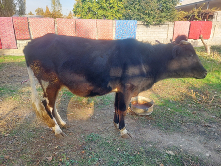 Bugoz sigir.sotiladi