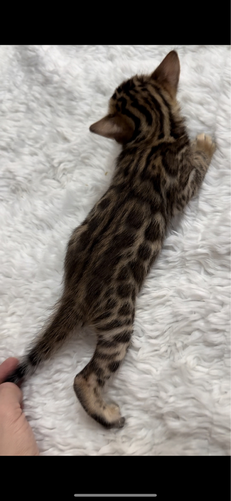 Бенгальские котята