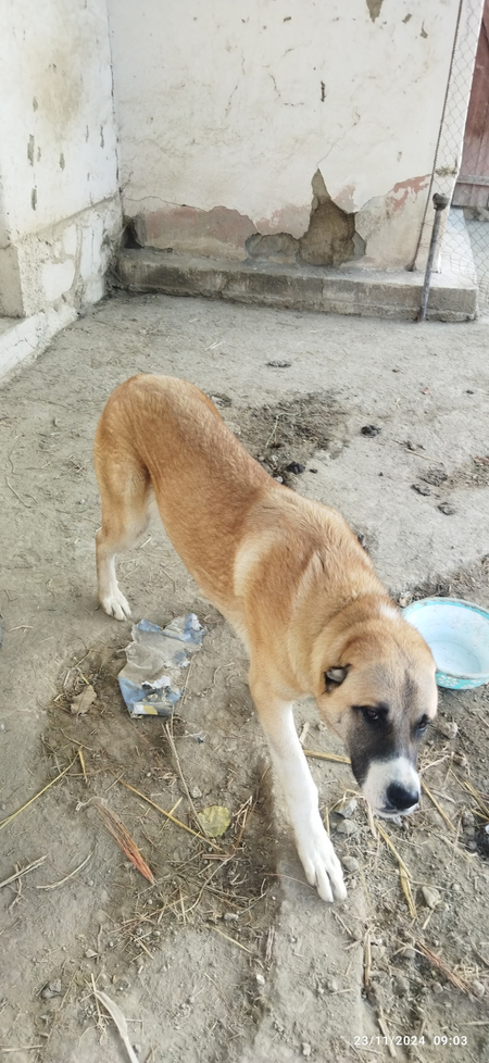 6oyli cho\\\'pon kuchuk sotilda
