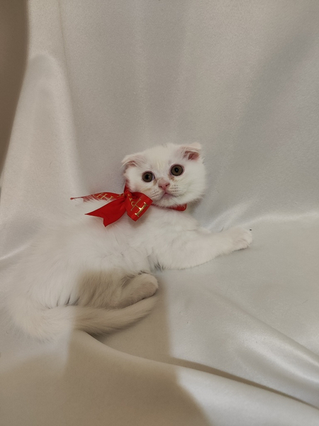 Продается котята