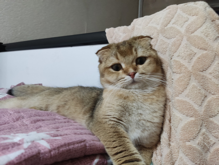 Scottish fold Scottish strayt