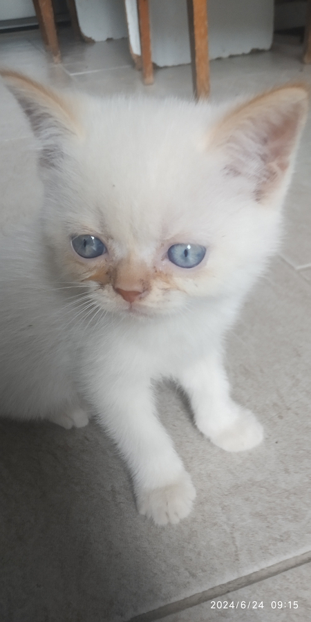 Гималайская кошка