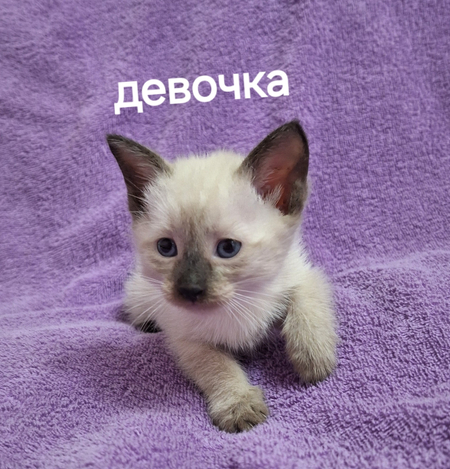 Продаются сиамские котята