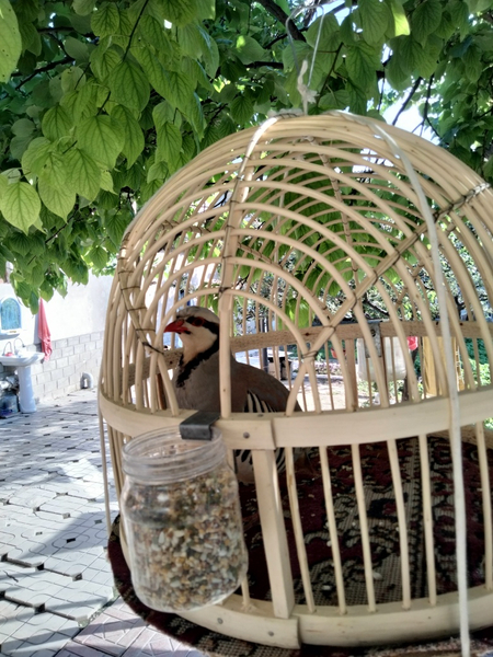 Каклик фурушба кафасашки