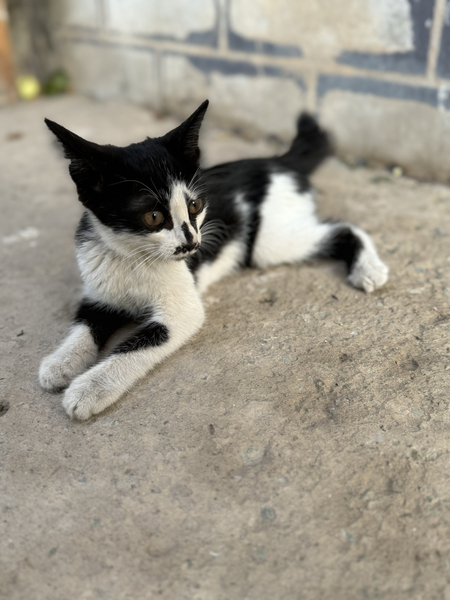 Кошка в хорошие руки