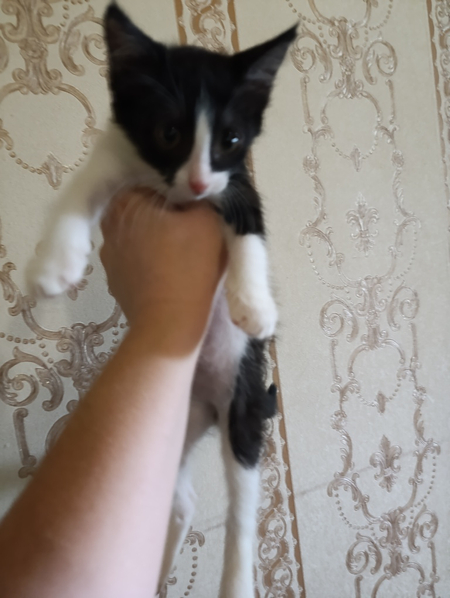 Отдам котенка (мальчик)