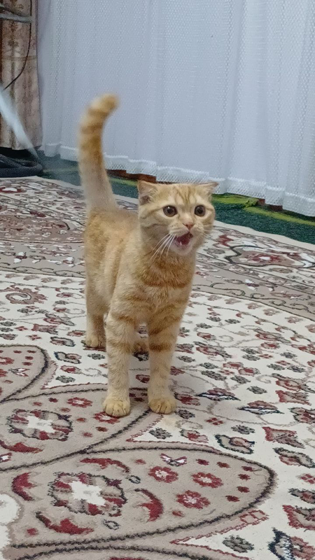 кошка девочка очень ласковая