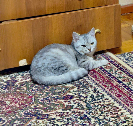 Британска шиншилла