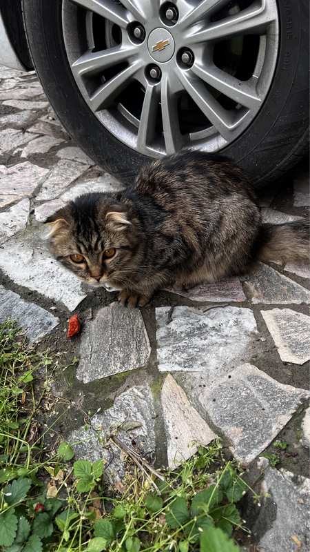 Кошка скоч.