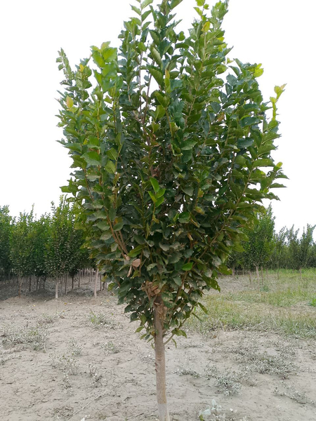 SADA KAYRAGACH (Chinni gujum)