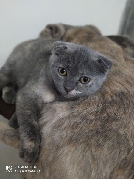 Скоттиш фолд