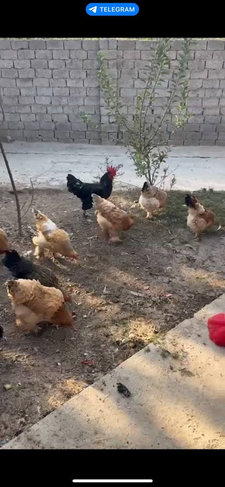 tovuq xorozlar sotiladi