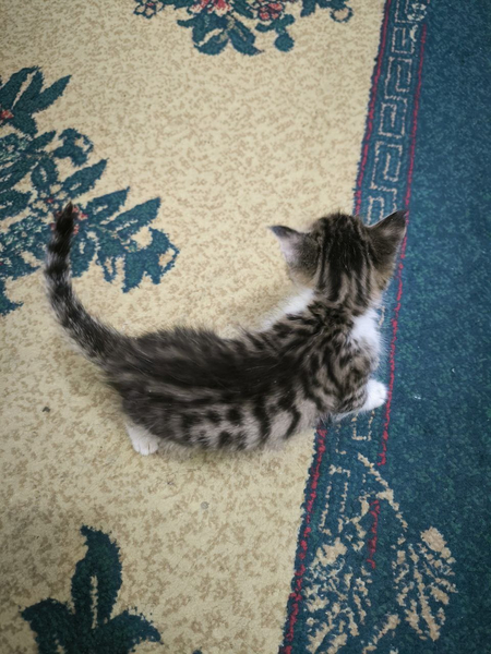 Котята мушукчалар Отдам в добрые руки котят
