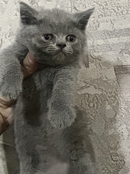 продам котенек девочка скотиш страйт