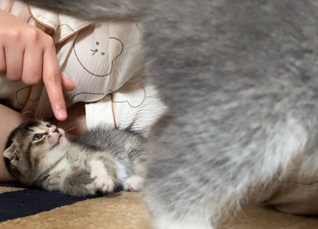 Шотландские вислоухие котята