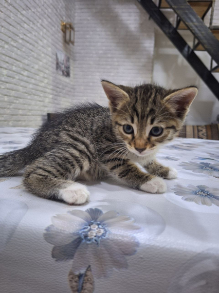 Отдам бесплатно котят
