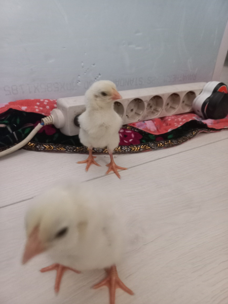 Дакан жужалари кони тоза