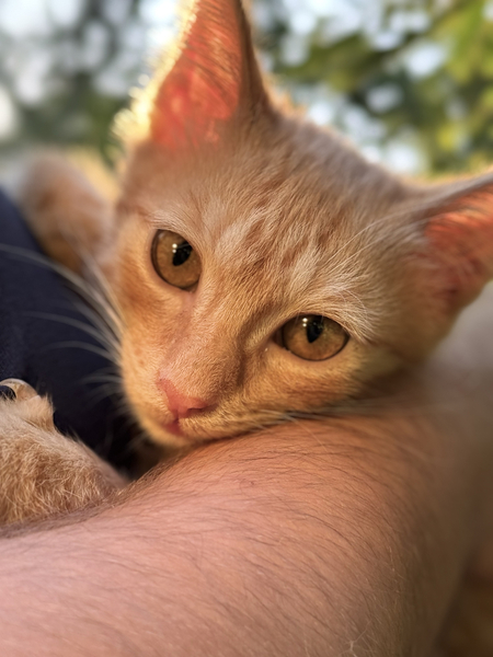 Рыжий котенок в добрые руки