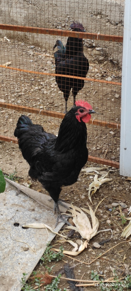 Ayam semanixõrozlar  Margilonda