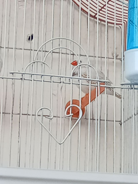 Qafaslar sotiladi
