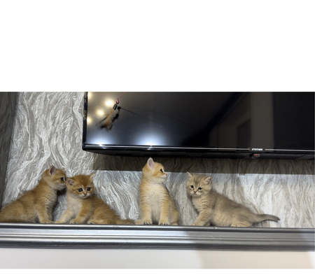 Продаются котята шиншиллы