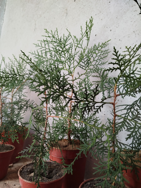 Продается можжевельник комнатный