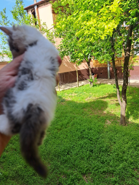 Котёнок 40 дневный