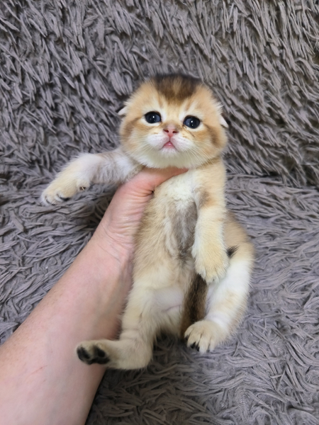 Котята от правильной вязки