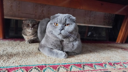 Вязка.Кот БАРСИК ждет нивесту
