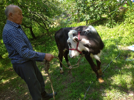 Buqa sotiladi _7mln