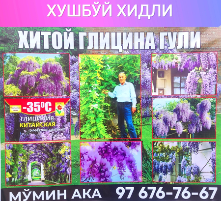 Glitsina guli optom