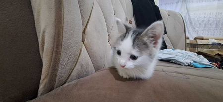 Mushuk bolasi sotiladi Scottish fold
