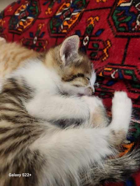 Отдам котят на хорошие руки